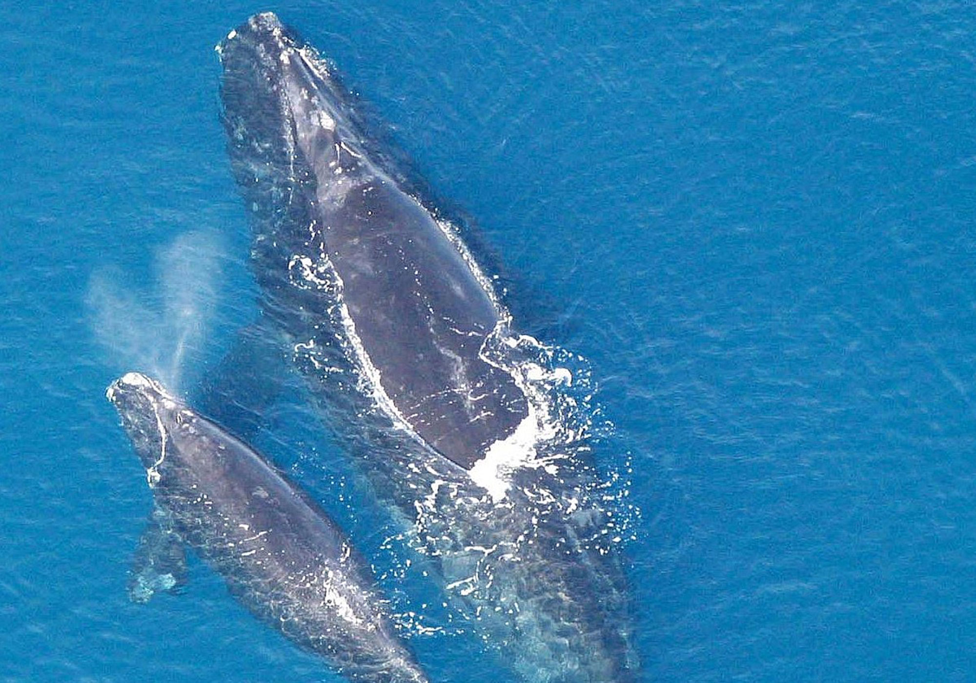 A whale of a good story - Charleston City Paper
