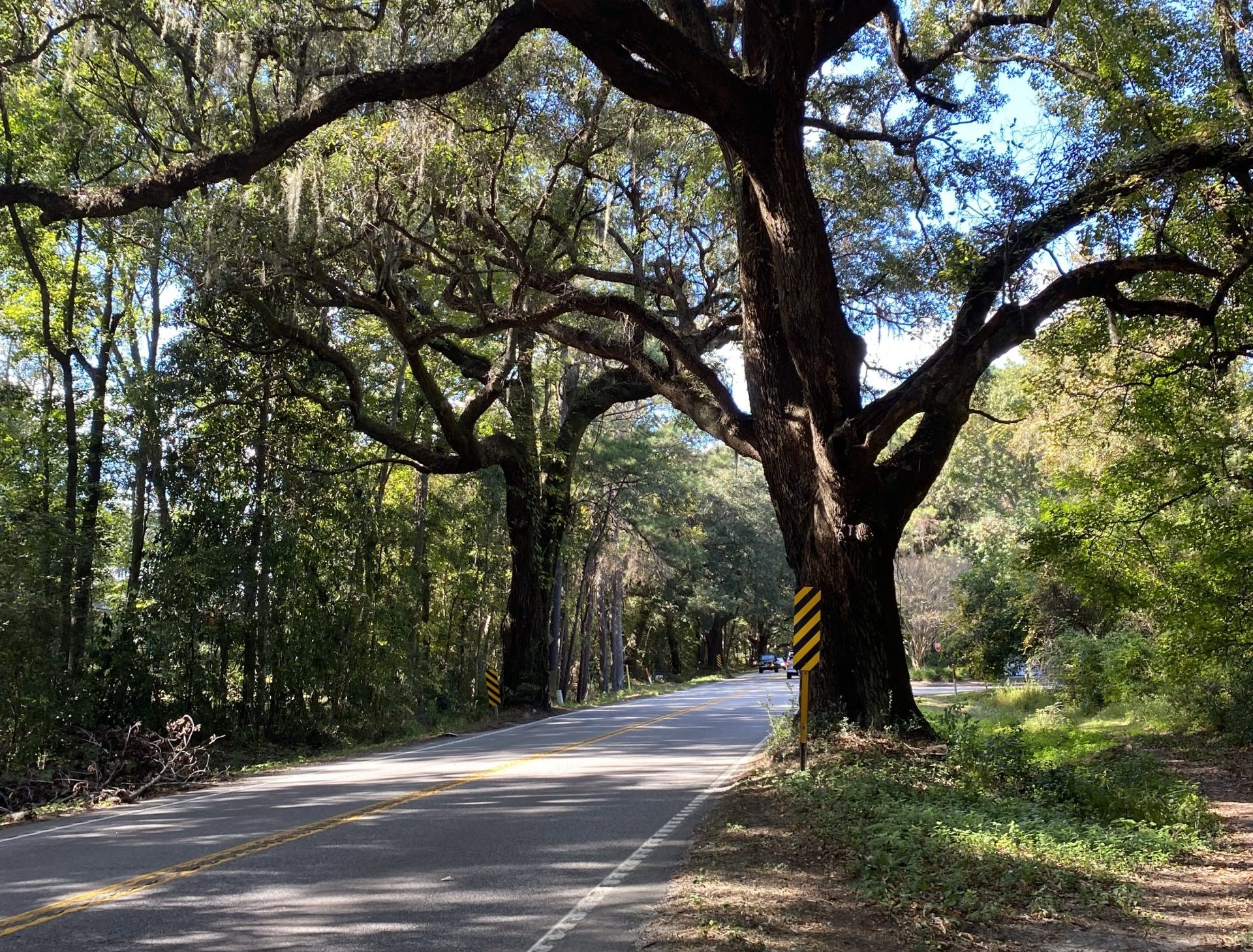 County gives narrow nod to remove tree protections - Charleston City Paper