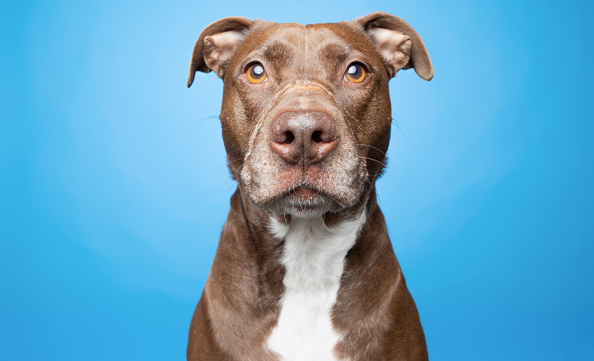 Reconnecting with Caitlyn as shelter celebrates 150 years - Charleston ...