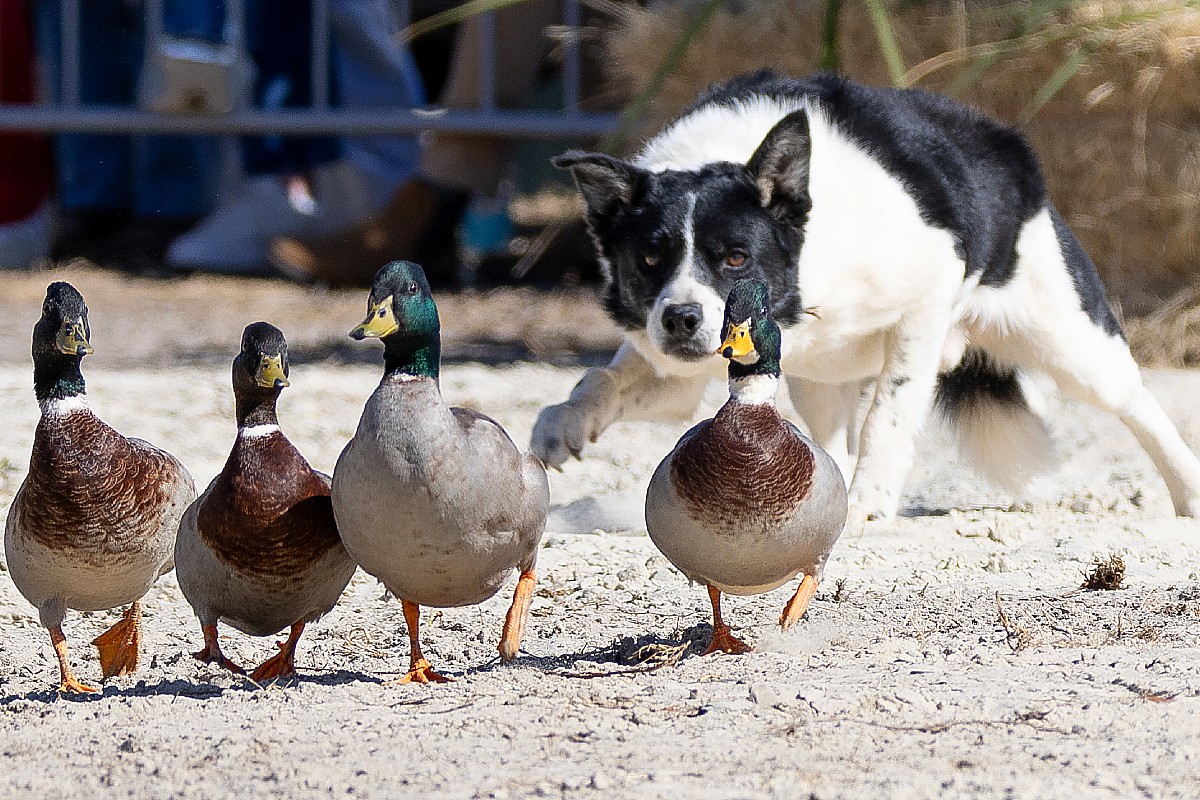 Photo essay: Dogs are weekend stars of SEWE - Charleston City Paper