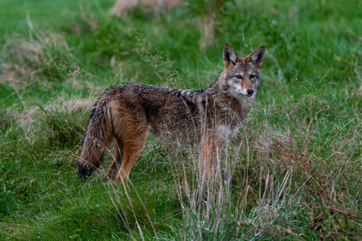 Coyotes becoming issue on sea islands - Charleston City Paper